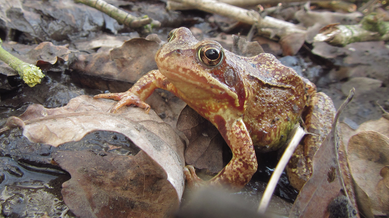 Longsight Park: Mad Frogs and Volunteers – Bolton Conservation Volunteers