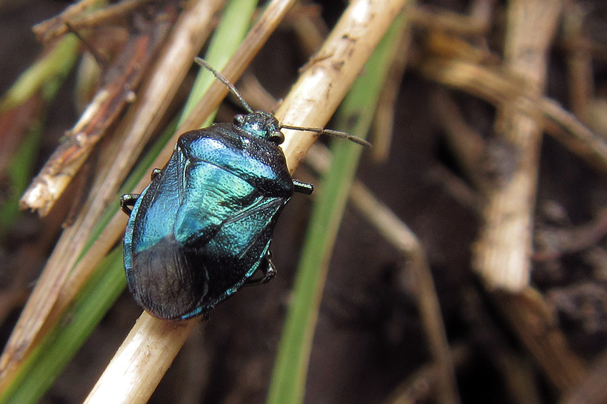 W-Blue-shield-bug – Bolton Conservation Volunteers