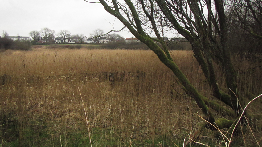 Doffcocker: Reeds and Trees – Bolton Conservation Volunteers