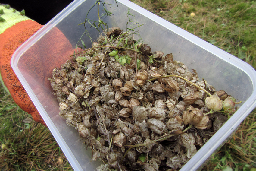 Moses Gate Country Park: Flowering Future – Bolton Conservation Volunteers