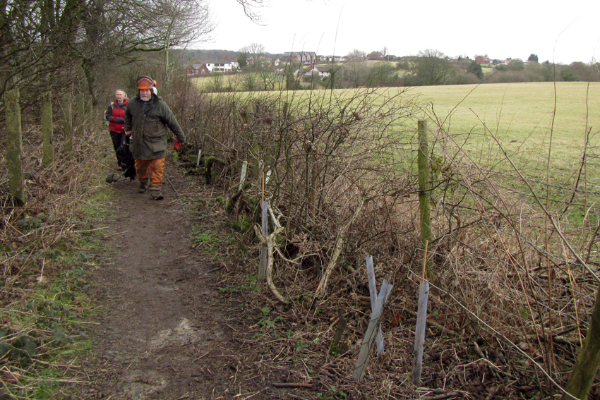 Chew Moor: Hedge Laying – Bolton Conservation Volunteers
