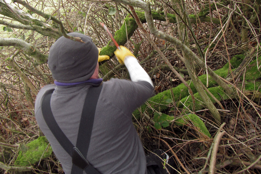 Chew Moor: Hedge Laying – Bolton Conservation Volunteers