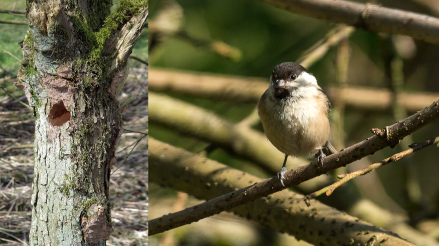 Doffcocker Lodge: Willow Tit Conservation – Bolton Conservation Volunteers