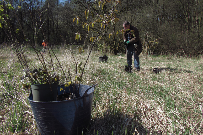 Moses Gate: Tree Planting – Bolton Conservation Volunteers